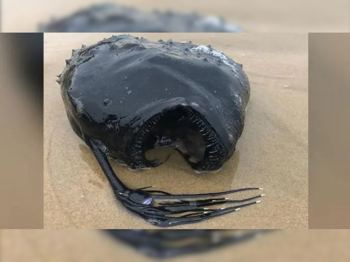 Watch: Rare Pacific Football Fish spotted on California’s Laguna beach