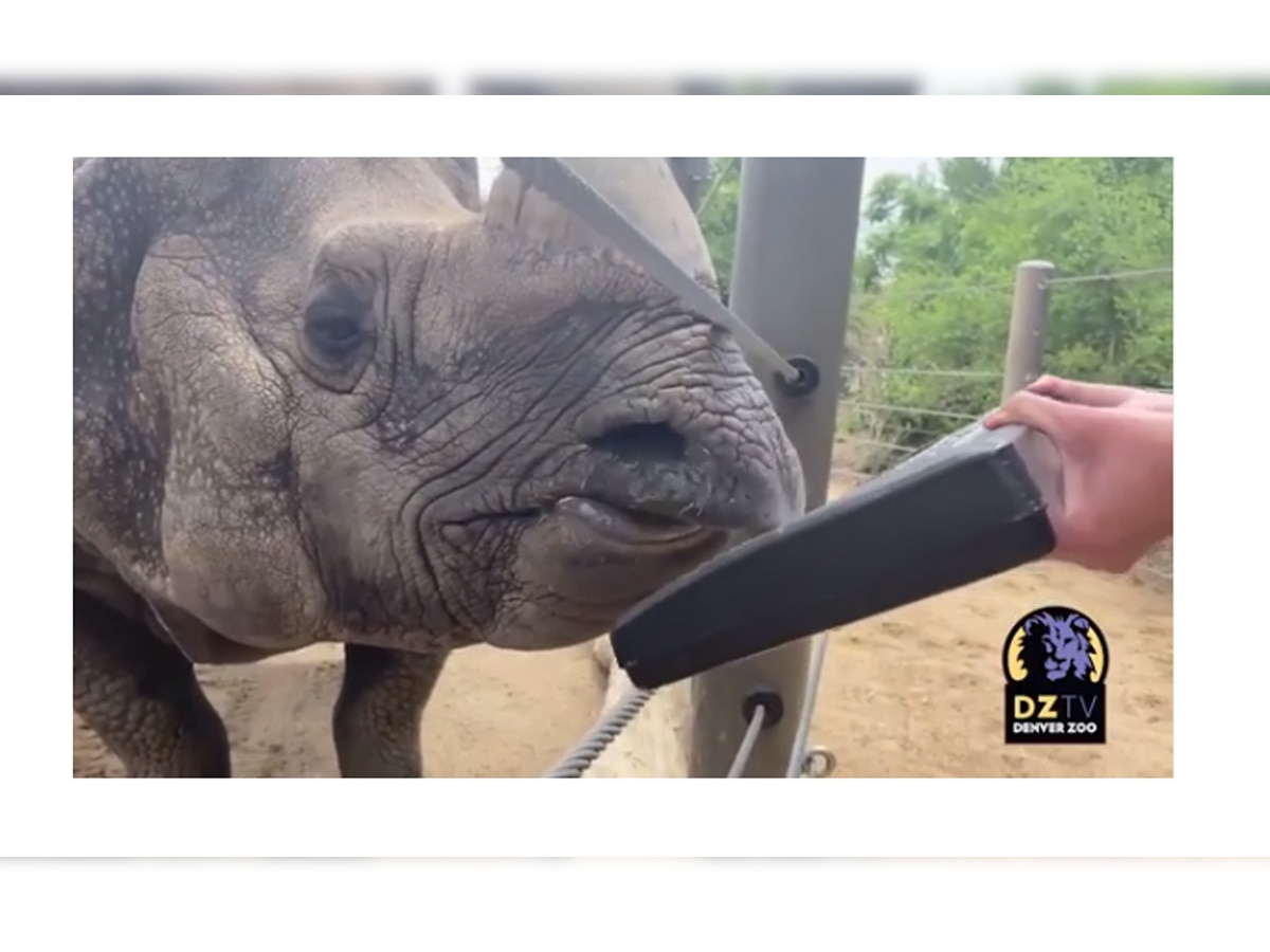 Viral Video: Rhino playing keyboard on his 12th birthday, netizens say ...