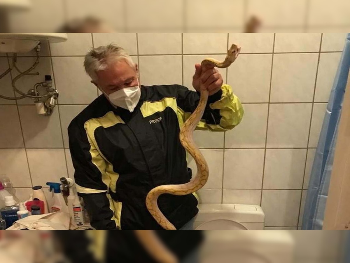 Pet python slithers into neighbour's toilet, bites elderly man sitting ...