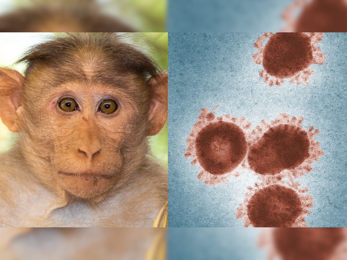 DNA Explainer: What is Monkey B virus? Know all about the fatal disease ...