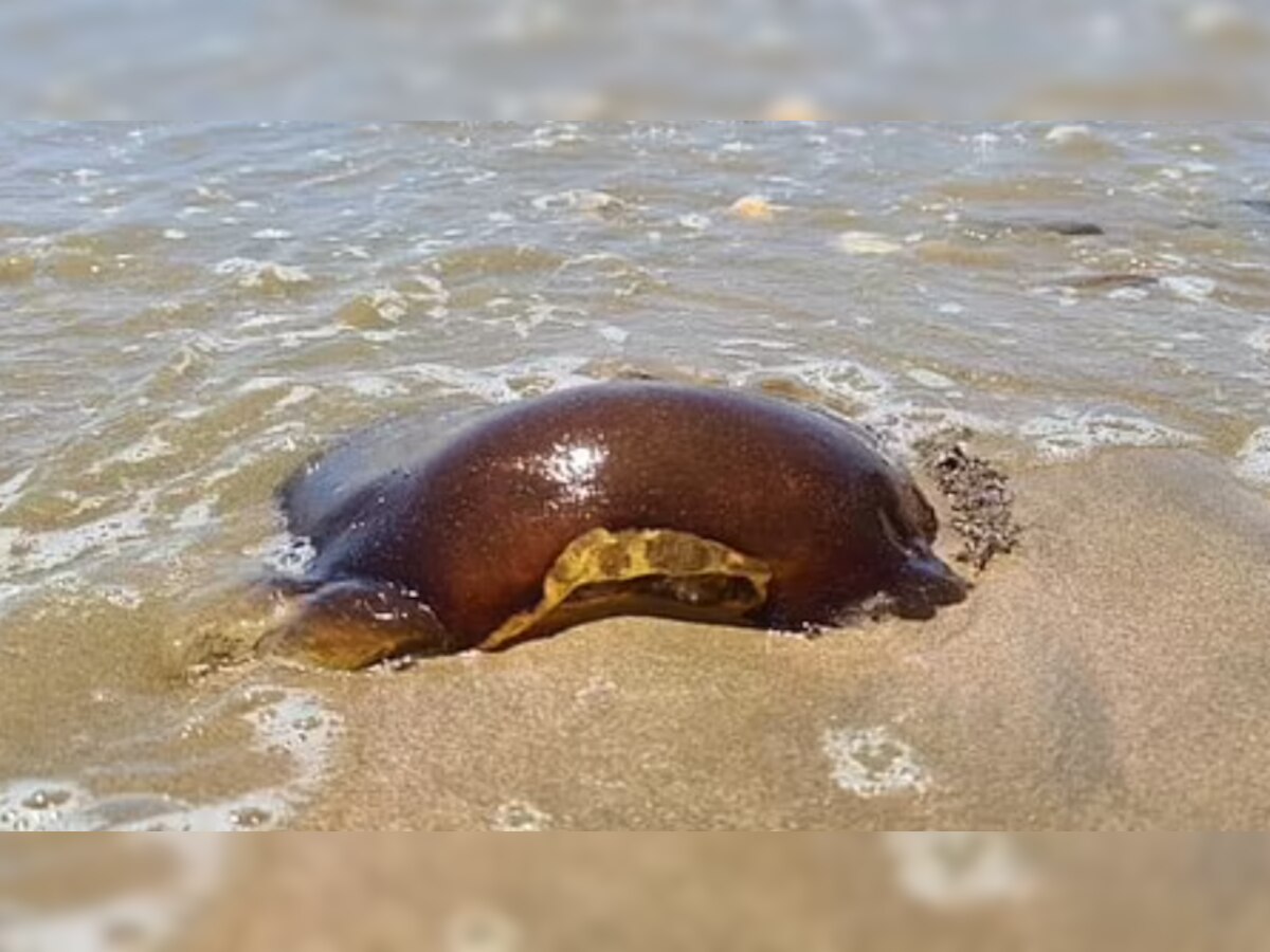 VIRAL: Mysterious creature washes up on beach, netizens guess what is it?