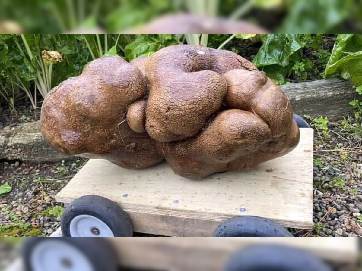 Couple grows world's largest potato weighing a whopping 8 kgs
