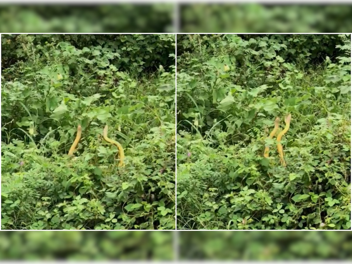 WATCH: Two snakes dance in the rain in Tamil Nadu, video goes viral
