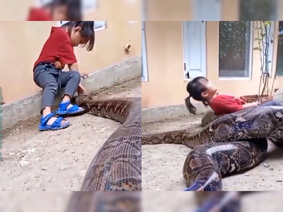 Little girl plays with gigantic snake in chilling viral video, shocks ...