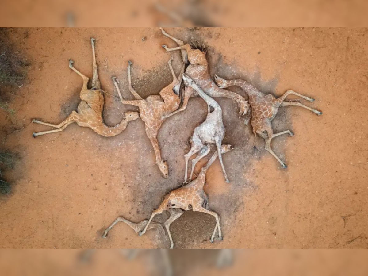 Heartbreaking image shows family of six giraffes who starved to death ...