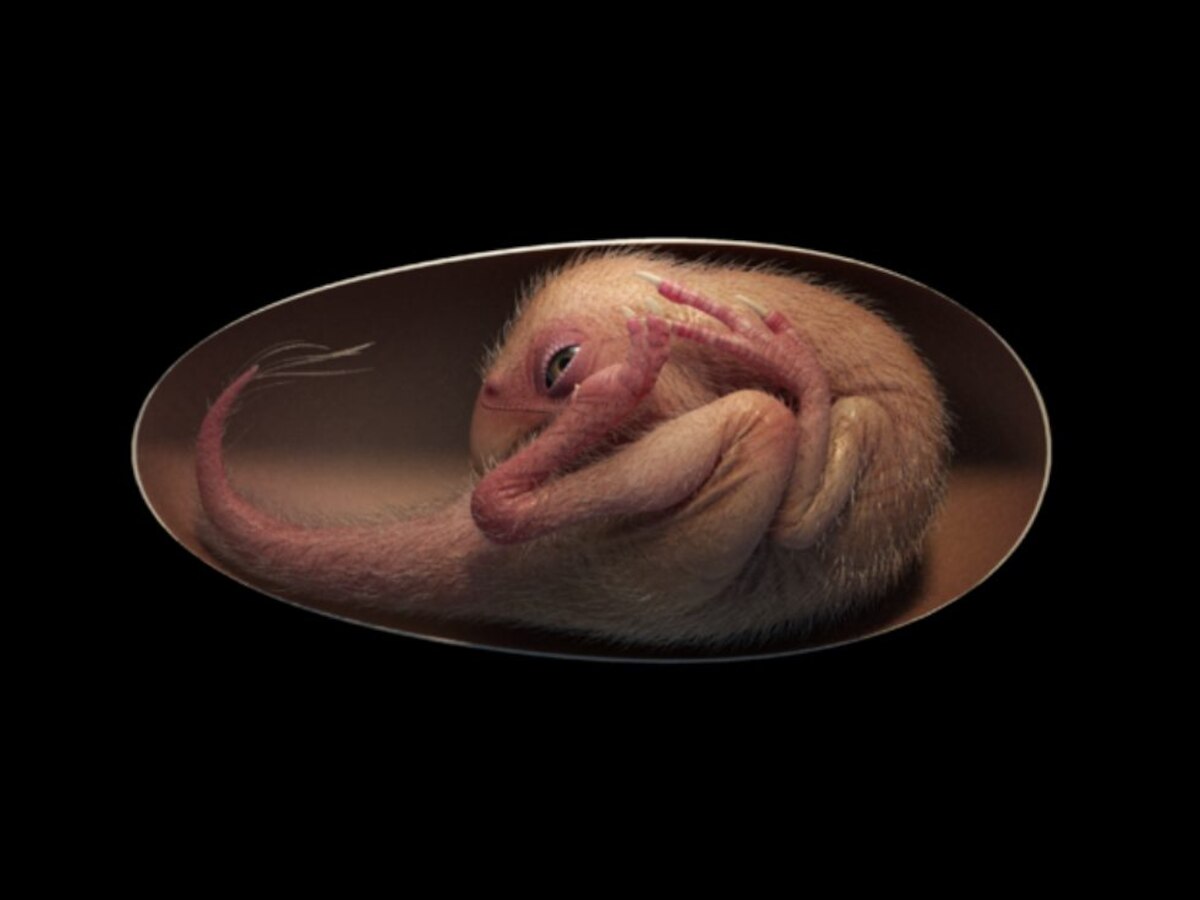 Breathtaking discovery: Scientists find baby dinosaur fossil perfectly ...