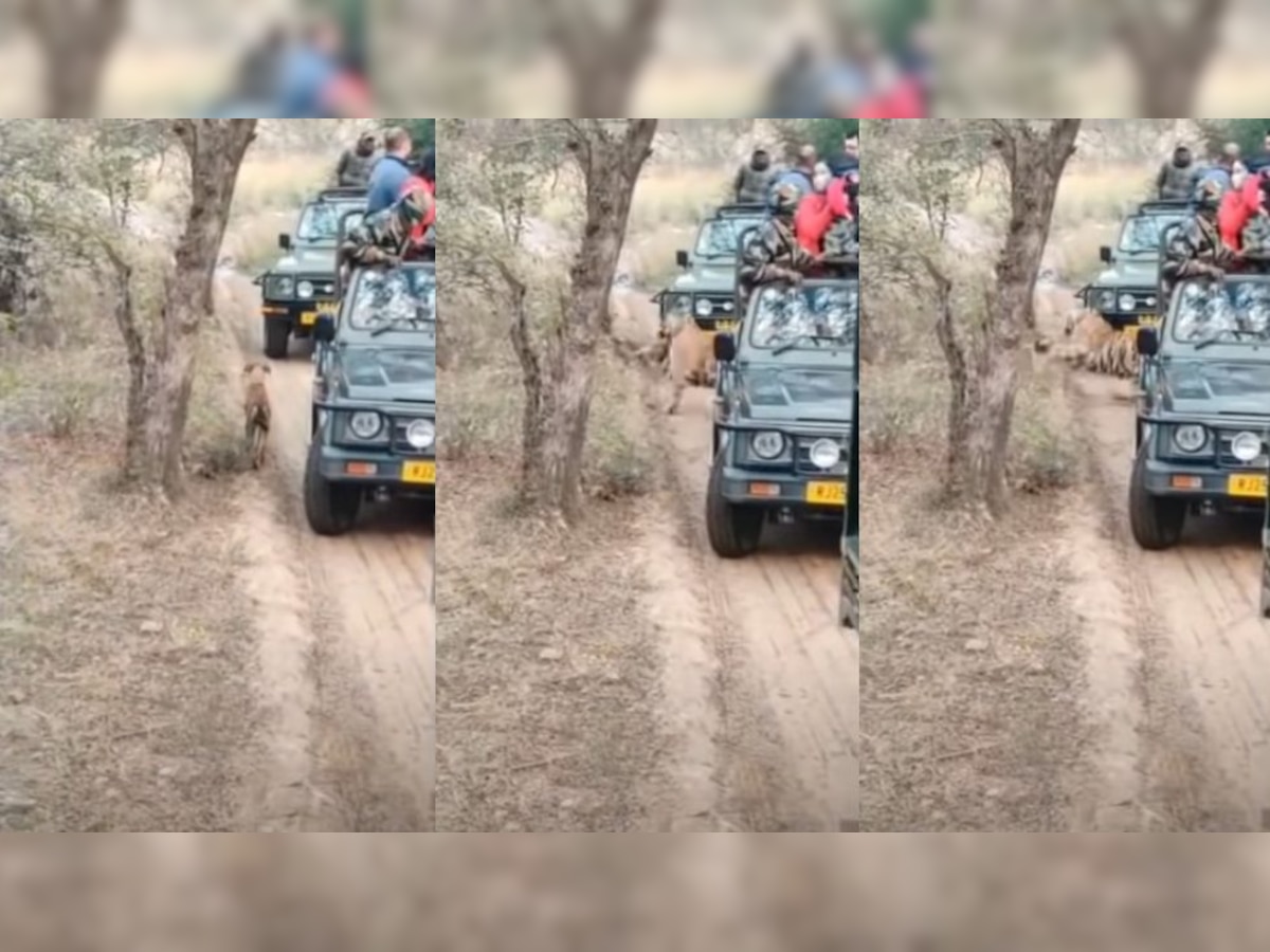 Video of tiger hunting a dog in front of wildlife tourists goes viral ...