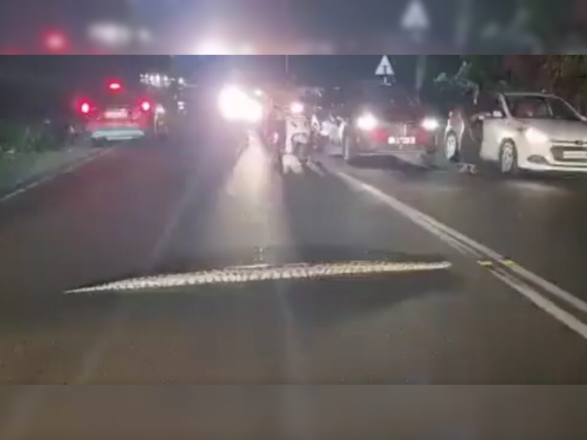 Cars, bikes impatiently wait as huge python slowly crosses road in ...