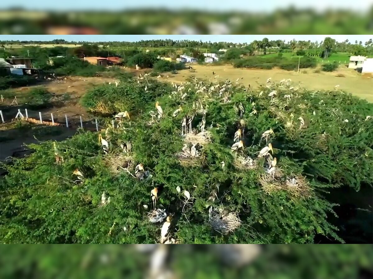 WATCH: Flock of birds perch atop trees at Tamil Nadu sanctuary ...