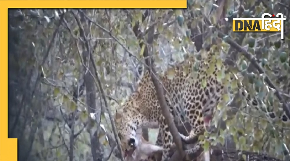 सरिस्का टाइगर रिजर्वः अपने वजन जितना हिरण उठाकर पेड़ पर चढ़ा तेंदुआ ...