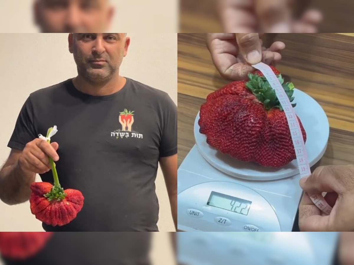 World Record Biggest Strawberry FE971/FE971: An Overview Of The US And