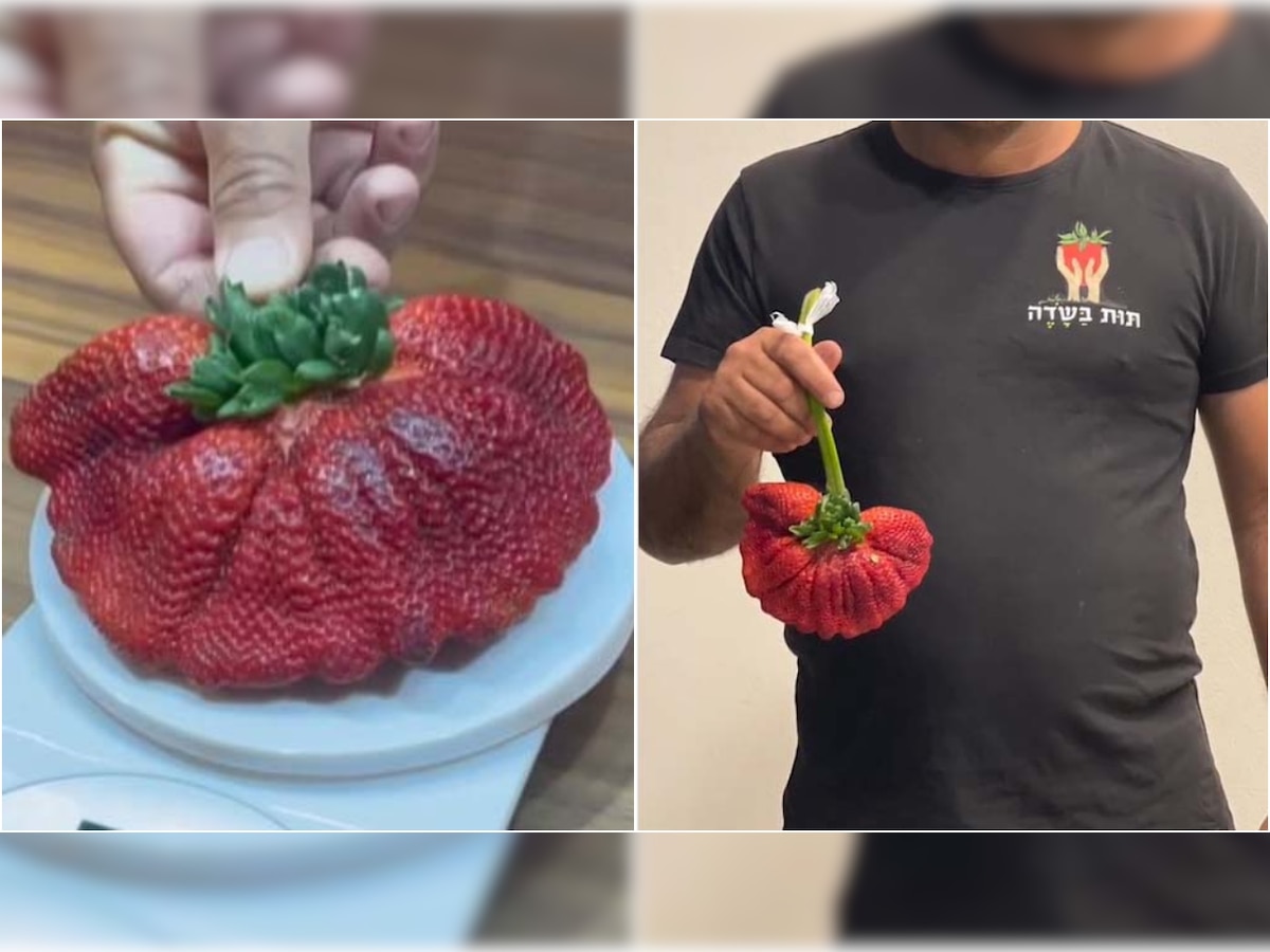 World's heaviest strawberry weighing 289 gms finds place in Guinness ...