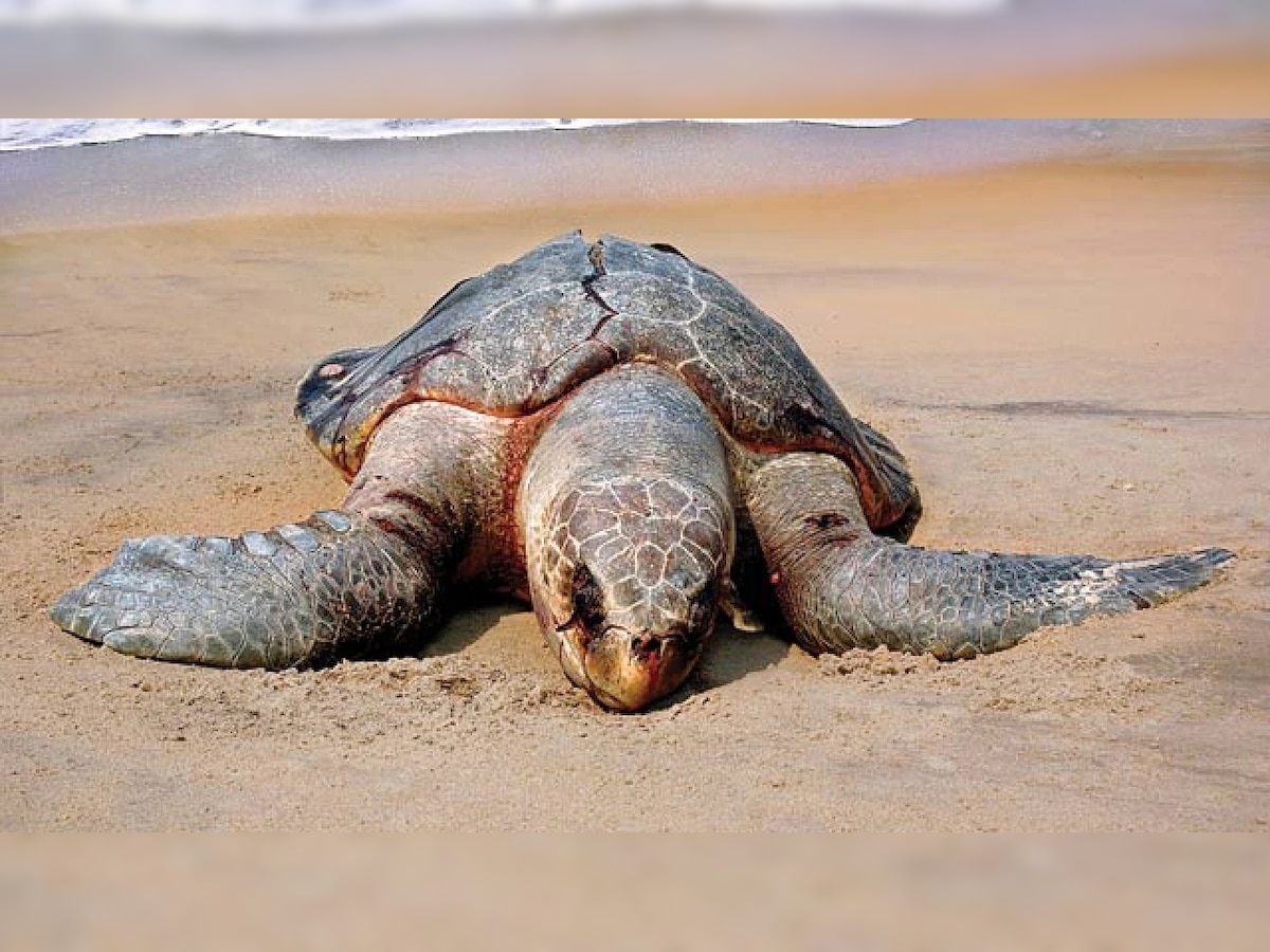 Rare Olive Ridley Sea Turtles arrive at Odisha beach for sporadic nesting