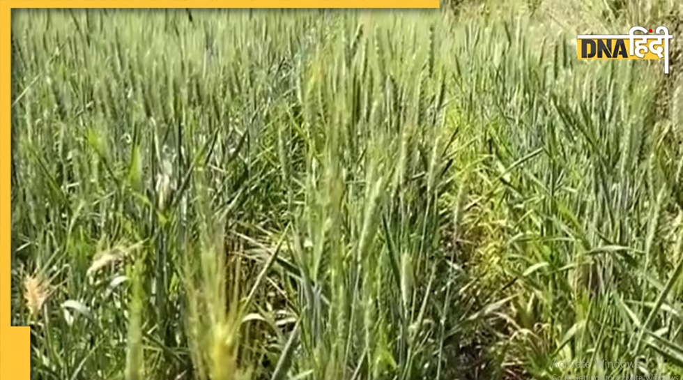 अब झारखंड में भी होगी काले गेहूं की खेती! किसानों को होगा मुनाफा, जानिए ...