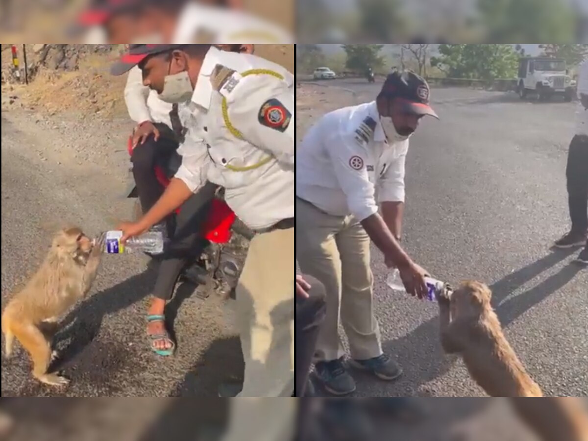 Maharashtra cop offers water to parched monkey in viral video, internet ...
