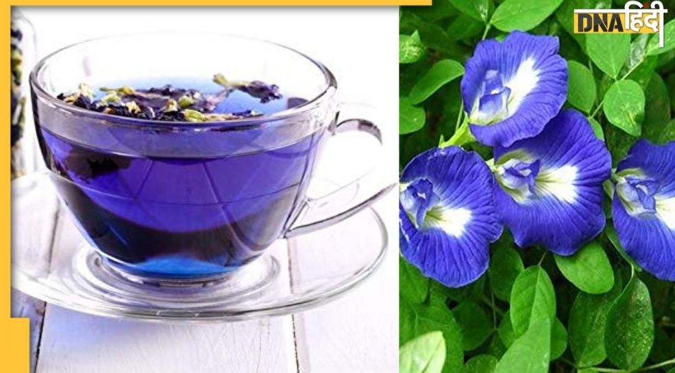 Blue Tea : चीनी की बीमारी के लिए फ़ायदेमंद इस चाय में Health-Taste दोनों है