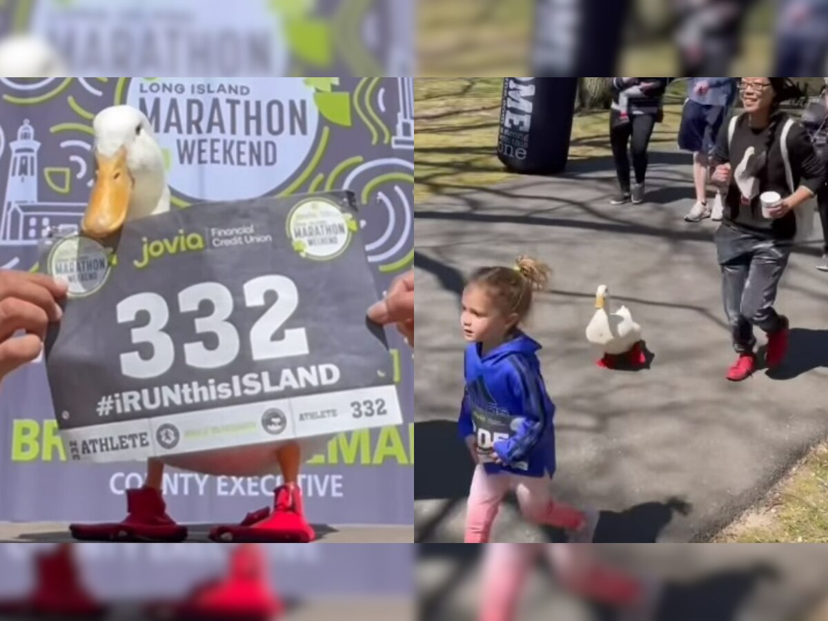 Meet Wrinkle, the viral duck who won a marathon, has 571k Instagram ...