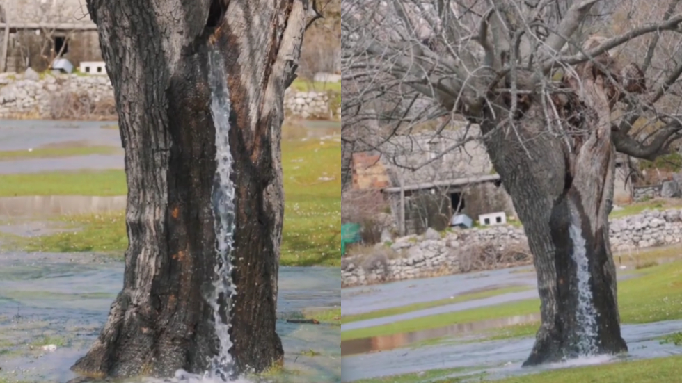 Water gushing out of Mulberry tree trunk amazes netizens, watch viral video