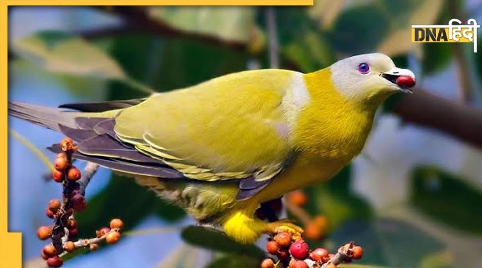 Knowledge News: मादा को रिझाने के लिए डांस करता है यह पक्षी, पूरे जीवन ...