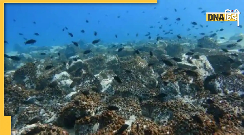 Sugar Under Ocean: समुद्र में मिले चीनी के भंडार, समुद्री घास के नीचे ...