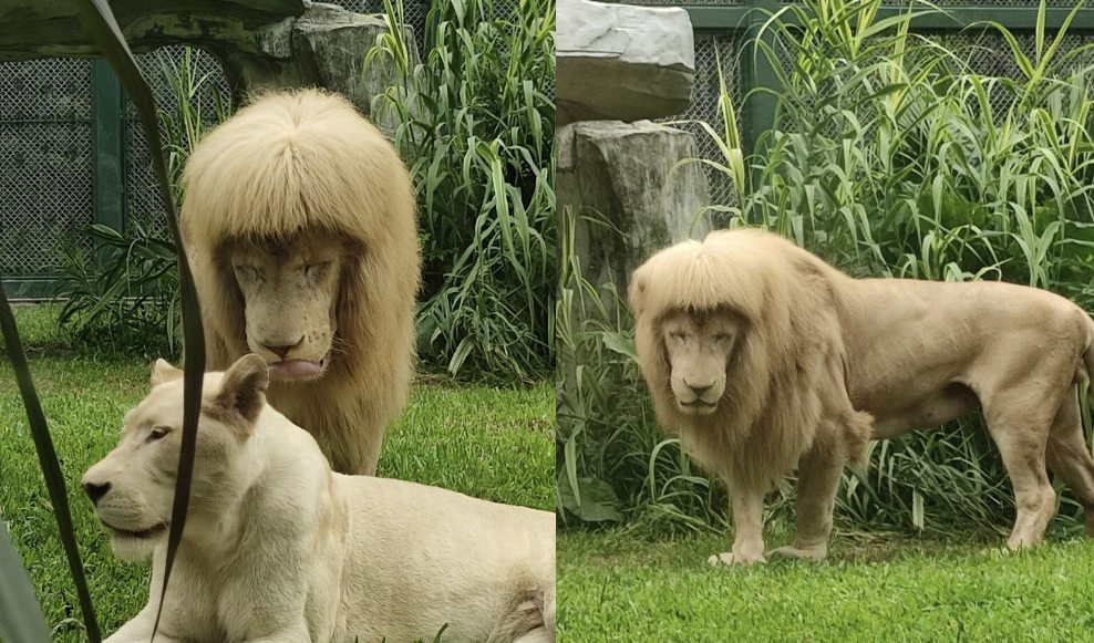 Lion with bizarre ‘fringe’ mane goes viral, officials at China zoo deny ...