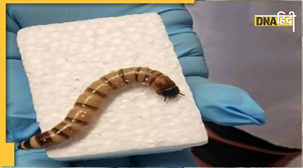 Superworm: वैज्ञानिकों ने खोज निकाला प्लास्टिक खाने वाला कीड़ा ...