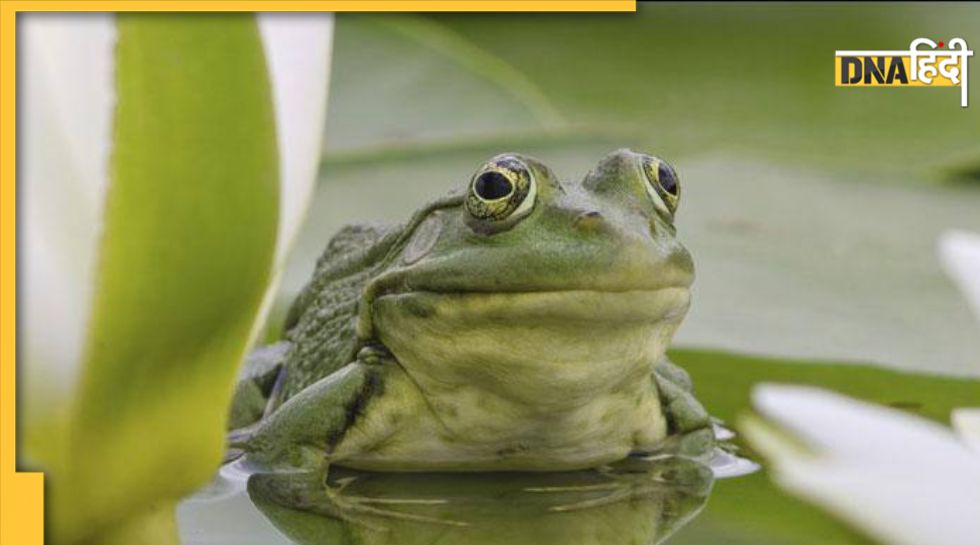 OMG! शख्स के बगीचे में पैदा हुए 14 लाख मेंढक, वीडियो देख लोग बोले- ऐसी ...