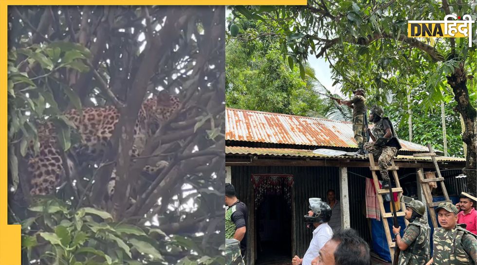 Leopard की दहाड़ से खौफ में ग्रामीण, लंबे ऑपरेशन के बाद वन विभाग के ...