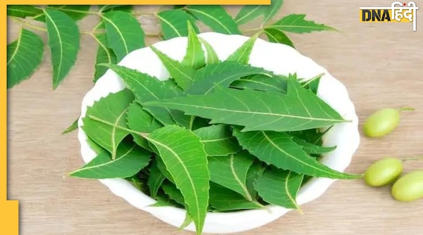 Neem Benefits: गांव में नीम को कहते हैं दवाखाना, जानिए नीम के और कितने ...