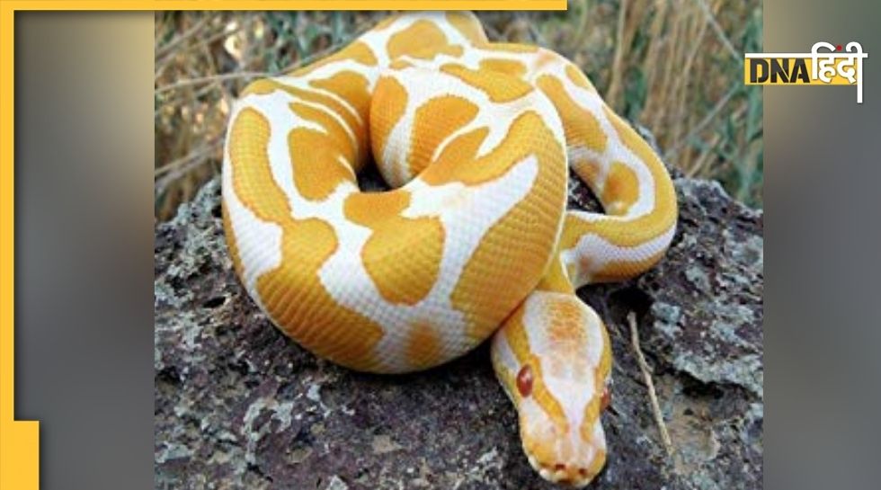 Viral: इस चिड़ियाघर में पहली बार पैदा हुआ पीला एनाकोंडा, वायरल हुई वीडियो