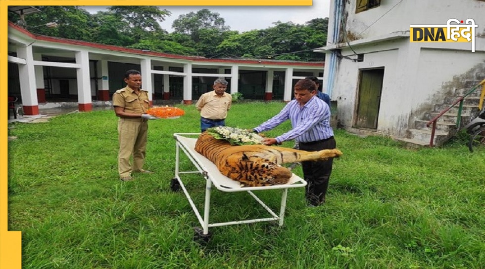 Oldest Tiger Dies: देश के सबसे उम्रदराज टाइगर राजा का निधन, 25 साल की ...