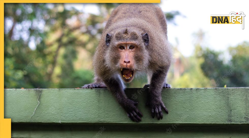 Monkey Attack: बंदरों ने 4 माह के बच्चे को पिता से छीन नीचे फेंका, मौके ...