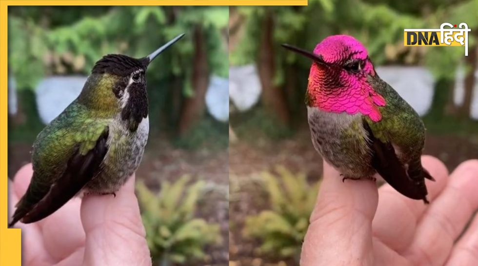 Viral Video: पलक झपकते ही रंग बदल लेती है ये चिड़िया, खूबसूरती देख आपको ...