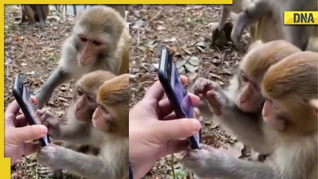 Viral! Monkeys use social media on smartphone, watch video to know what ...