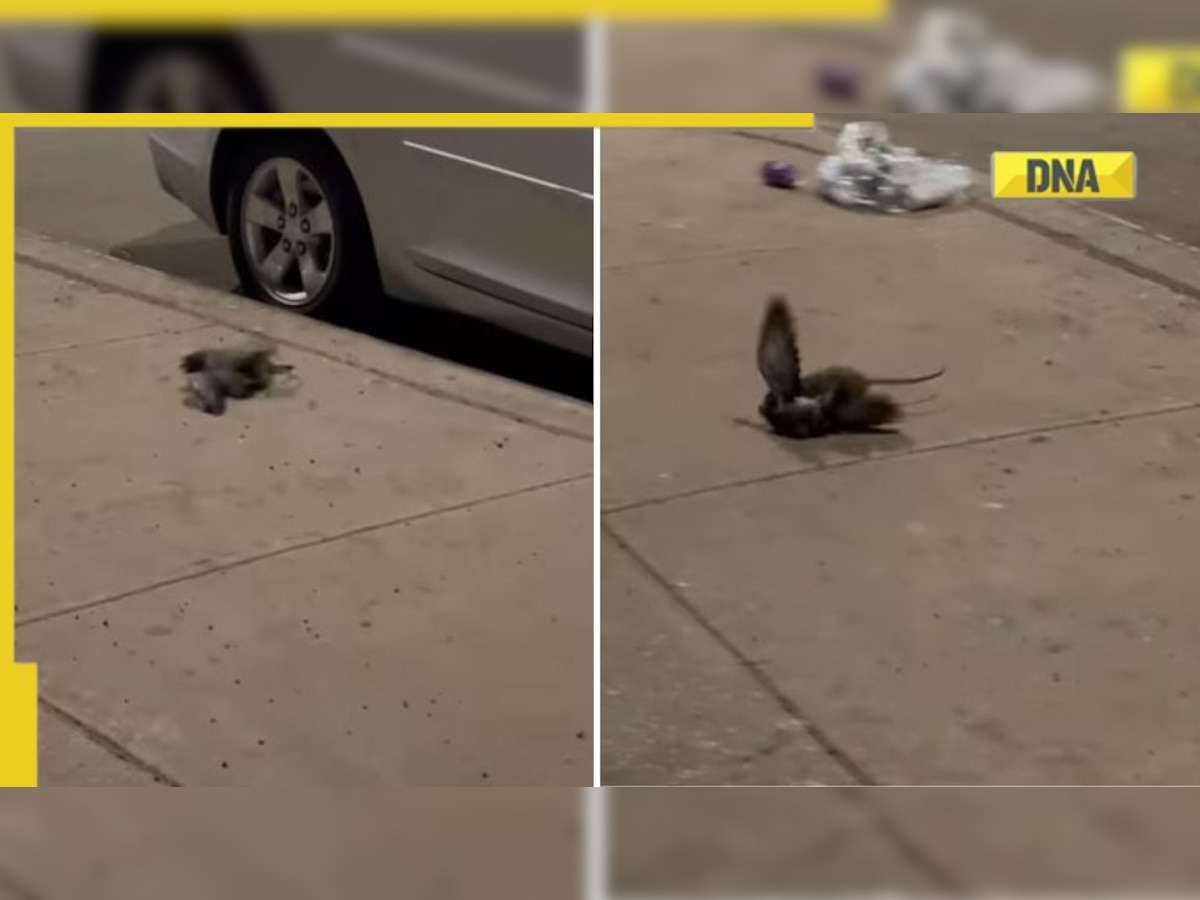 Viral Video: Rat attack a pigeon in New York, watch how it ends