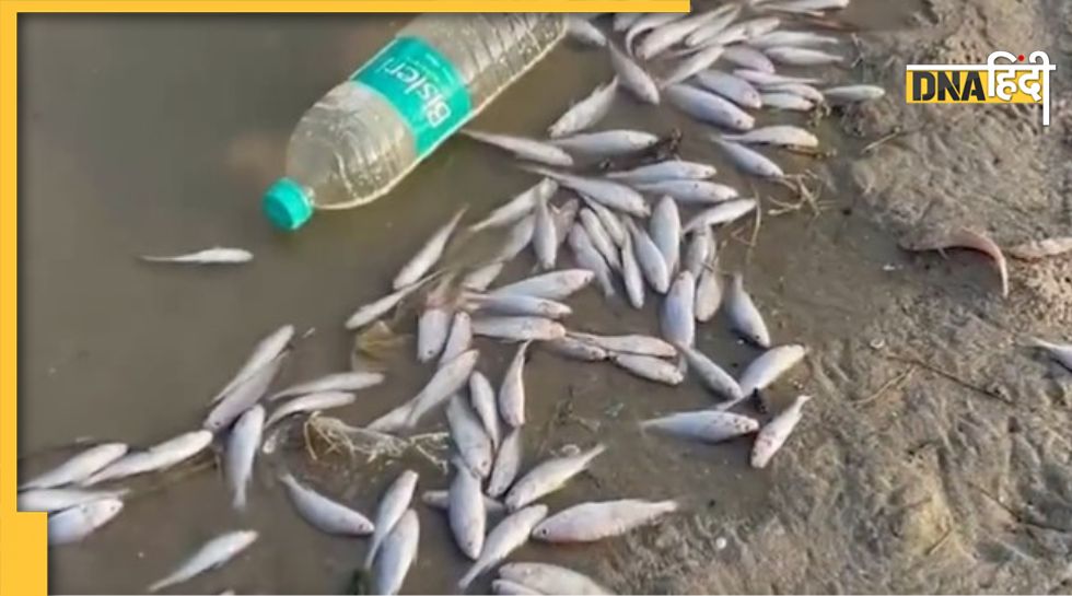 Shocking Video: गंगा किनारे लगा मरी हुई मछलियों का ढेर