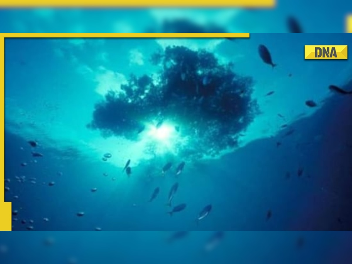 Scientists discover deadly pool in Red Sea that kills anything that ...
