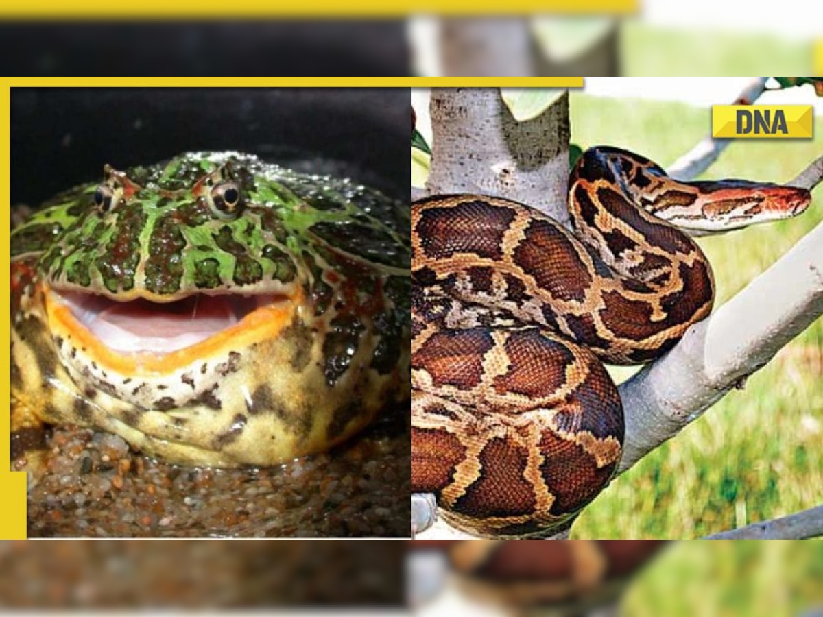 How did invasive frog, snake species cost world economy $16 billion ...