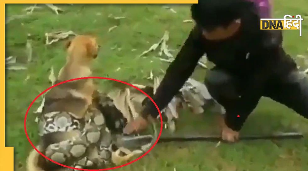 Video: अजगर के चंगुल में फंसा था कुत्ता, बहादुर बच्चों ने यूं बचाई जान