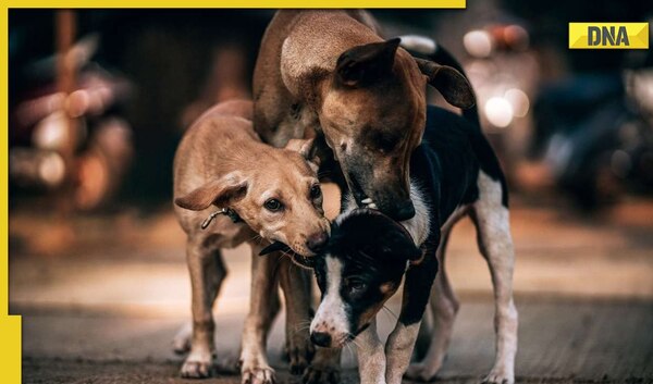 If stray dogs attack people, those who feed them could be held liable ...