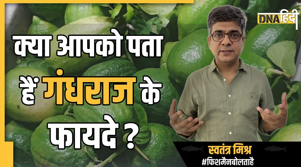 Benefits of Gandharaj Lemon: दुनिया यूं ही नहीं है गंधराज की दीवानी, यह ...