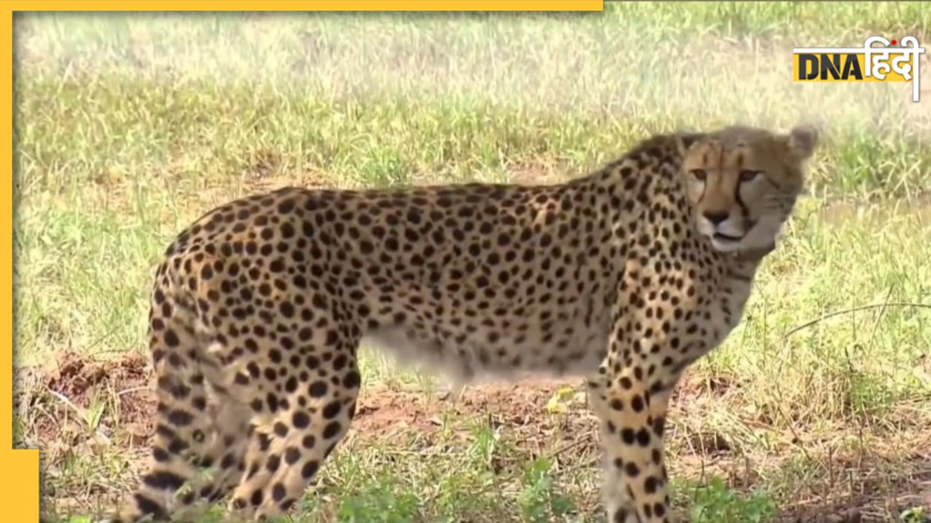 Cheetah News: चीतों ने किया पहला शिकार, इस जानवर को बनाया अपना निवाला