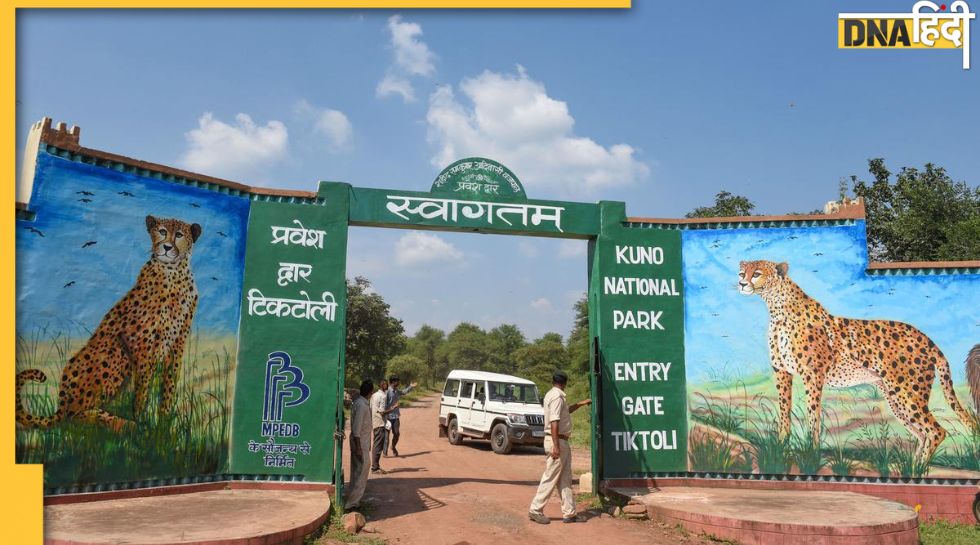 Kuno National Park: चीते कराएंगे सरकार की कमाई और लोगों को बनाएंगे ...