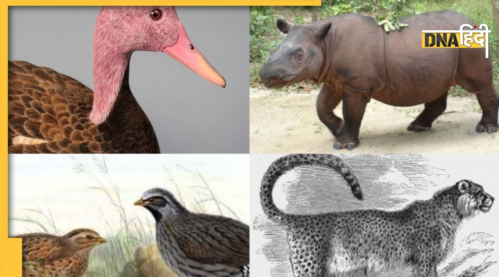 केवल चीता ही नहीं ये जीव-जानवर भी हो चुके हैं भारत से विलुप्त