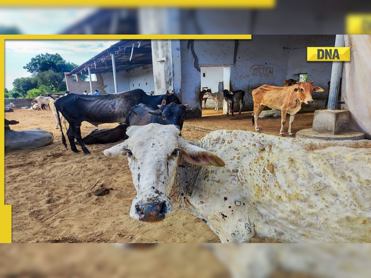 Lumpy Skin Disease outbreak: Milk from infected cattle safe to drink ...