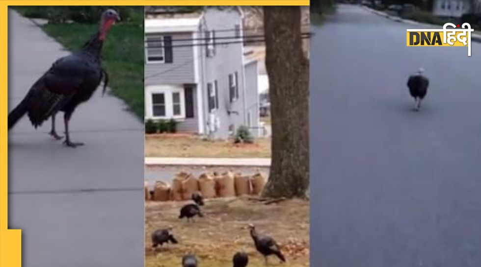 Turkey Birds: घर से बाहर निकलते ही पीछे लग जाते हैं पक्षी, चोंच मार ...