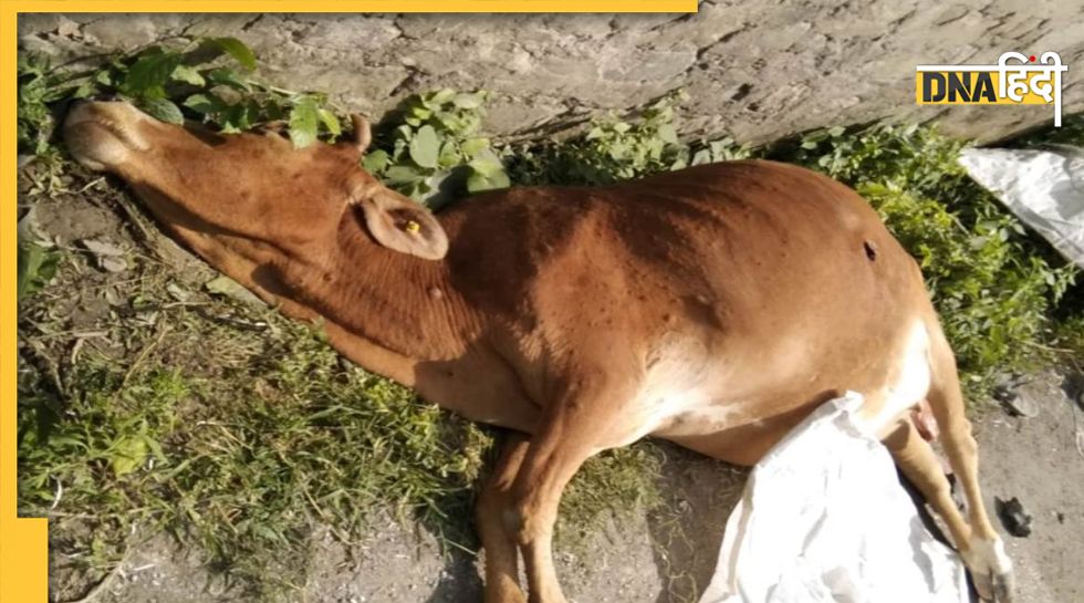 Lumpi Virus ने ली हजारों गाय की जान, लाशों के ढेर का वीडियो वायरल