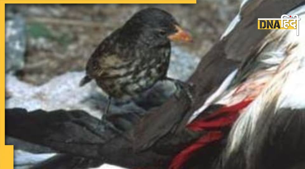 OMG! दूसरे पक्षियों का खून पीकर जिंदा रहती है ये चिड़िया, चोंच मार ...