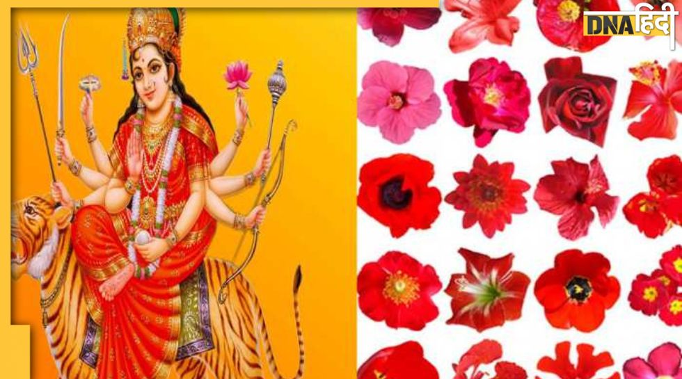 Navratri Flowers: देवी के नौ रूपों को पसंद हैं अलग-अलग पुष्प, हर रंग के ...