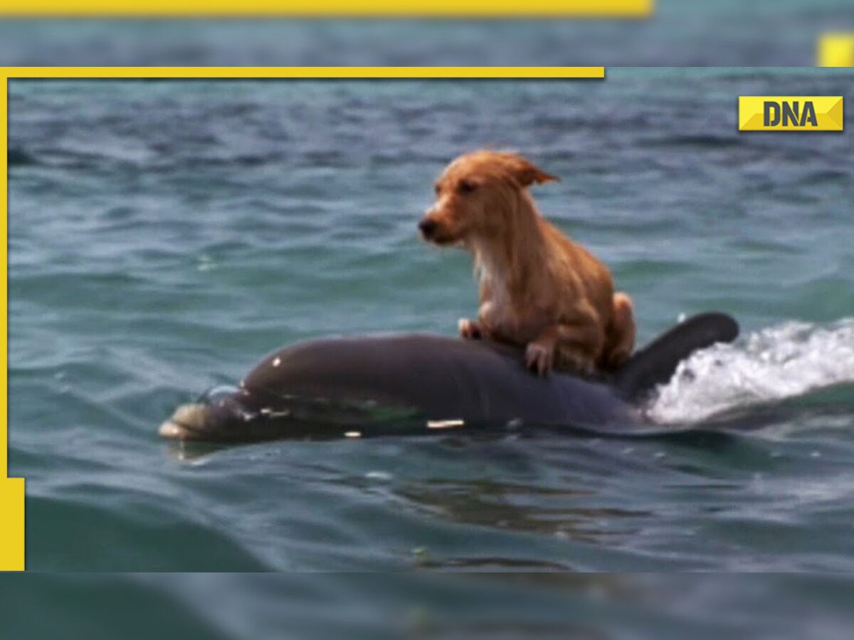Dolphin saves dog from drowning in heartwarming viral video; Internet ...